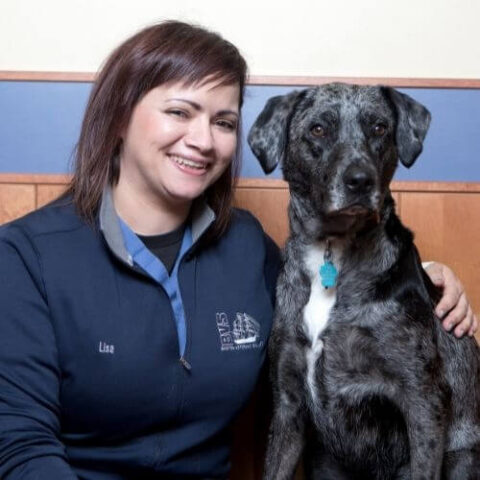 Dedham, MA 02026 Veterinarians | Boston Veterinary Specialists